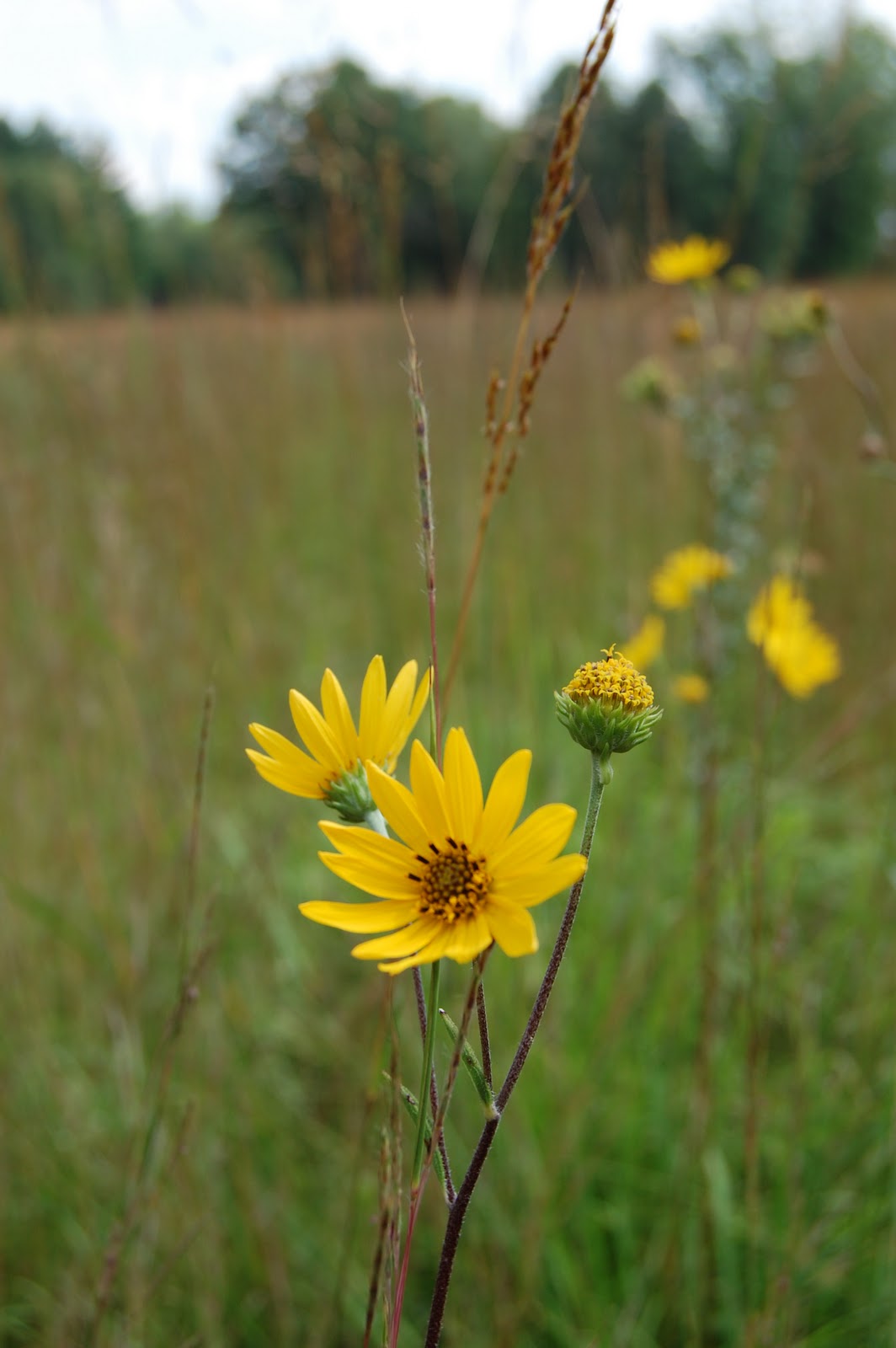 >Wisconsin Tour: Aldo Leopold’s Shack – EARTHeim Landscape Design in ...