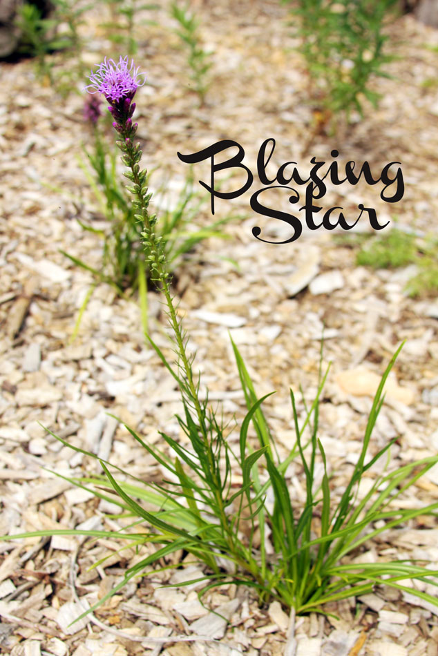 Native Plant Series: Blazing Star (Liatris) – EARTHeim Landscape Design ...