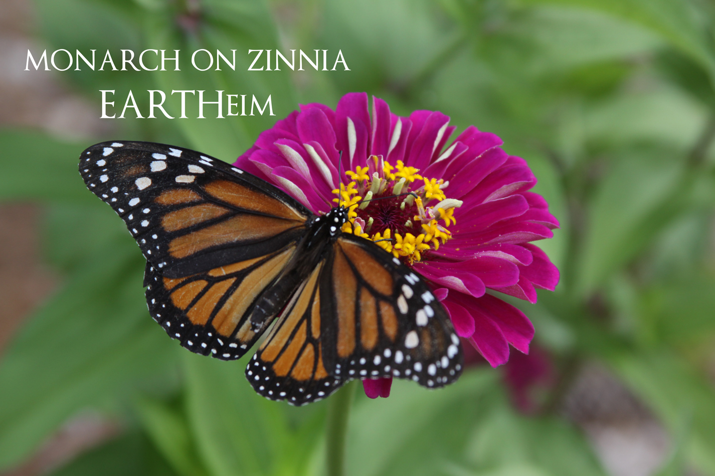 Monarch Waystations: Certify Your Garden – EARTHeim Landscape Design in ...
