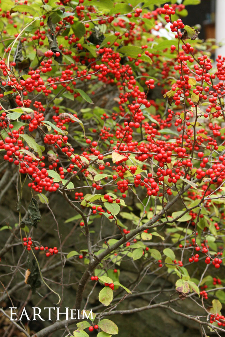 Native Plant Spotlight: Winterberry Holly – EARTHeim Landscape Design ...