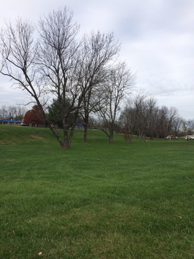 Emerald Ash Borer: Threat to Our Native Landscape – EARTHeim Landscape ...