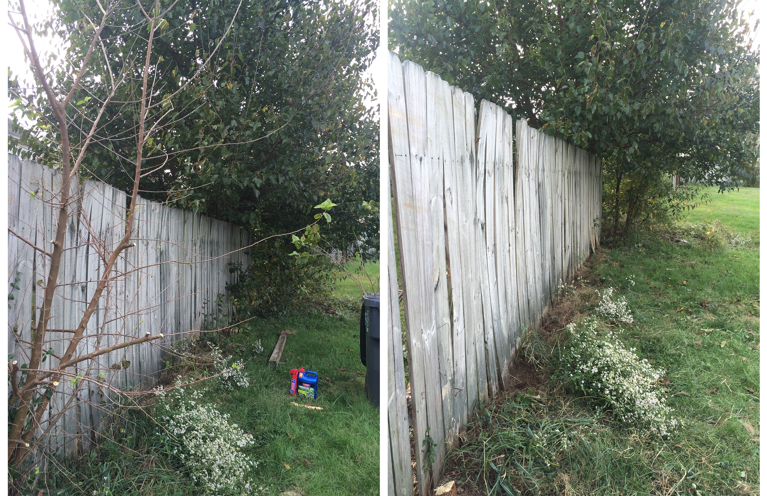 invasive removal – EARTHeim Landscape Design in Lexington Kentucky