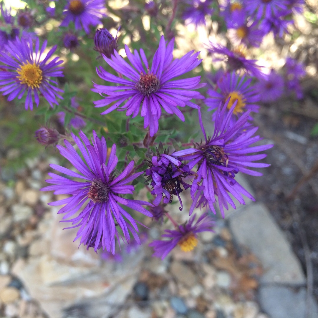 Late Purple Aster