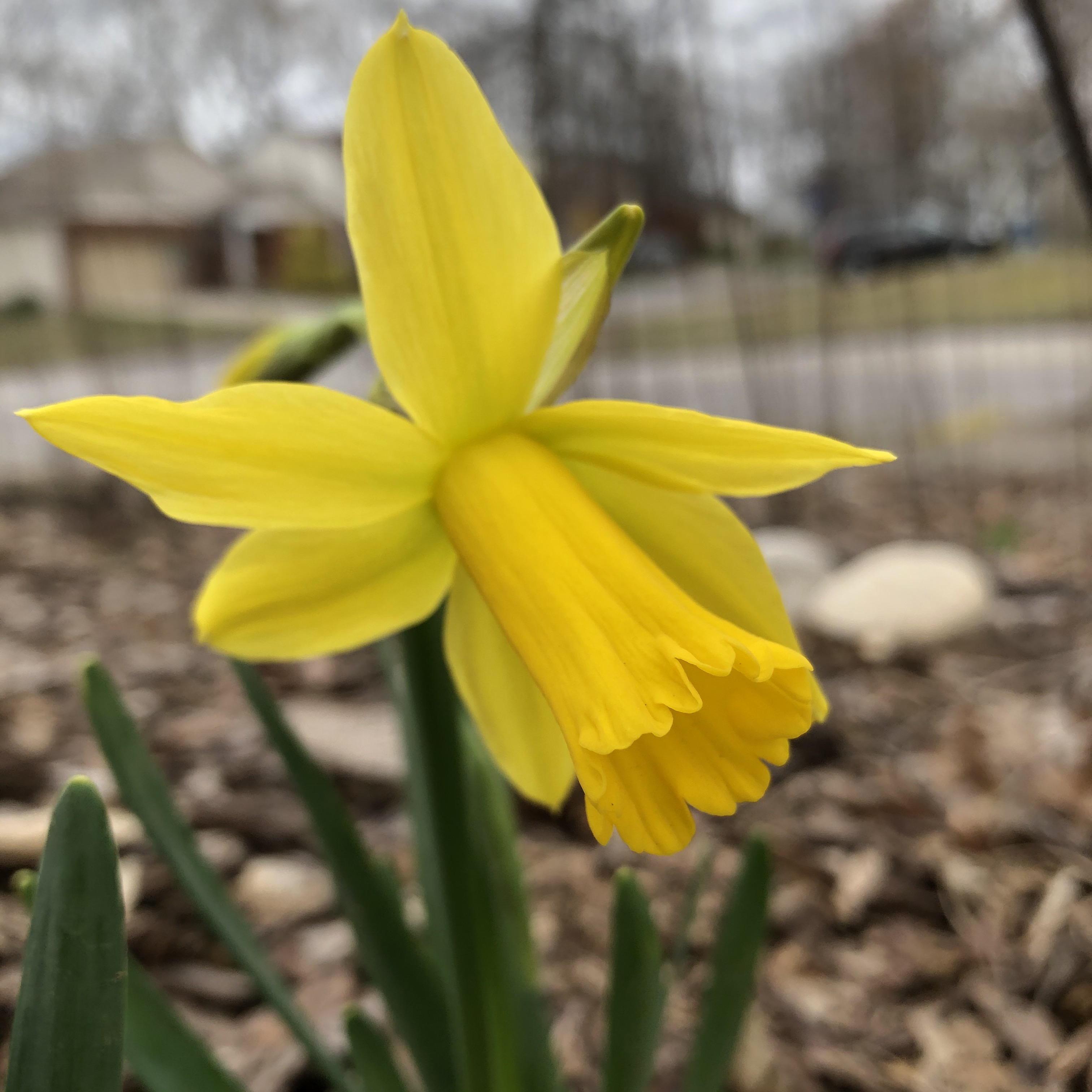 Fertilize Spring Flowering Bulbs – EARTHeim Landscape Design in ...