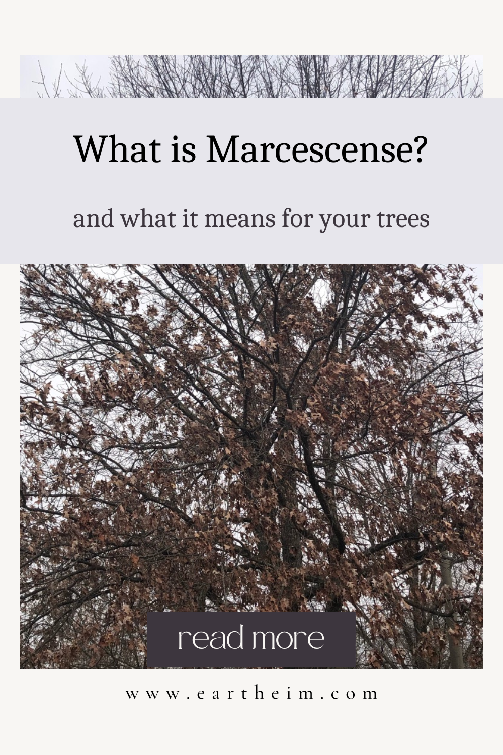 Marcescence: When Deciduous Trees Keep Leaves in Winter – EARTHeim ...