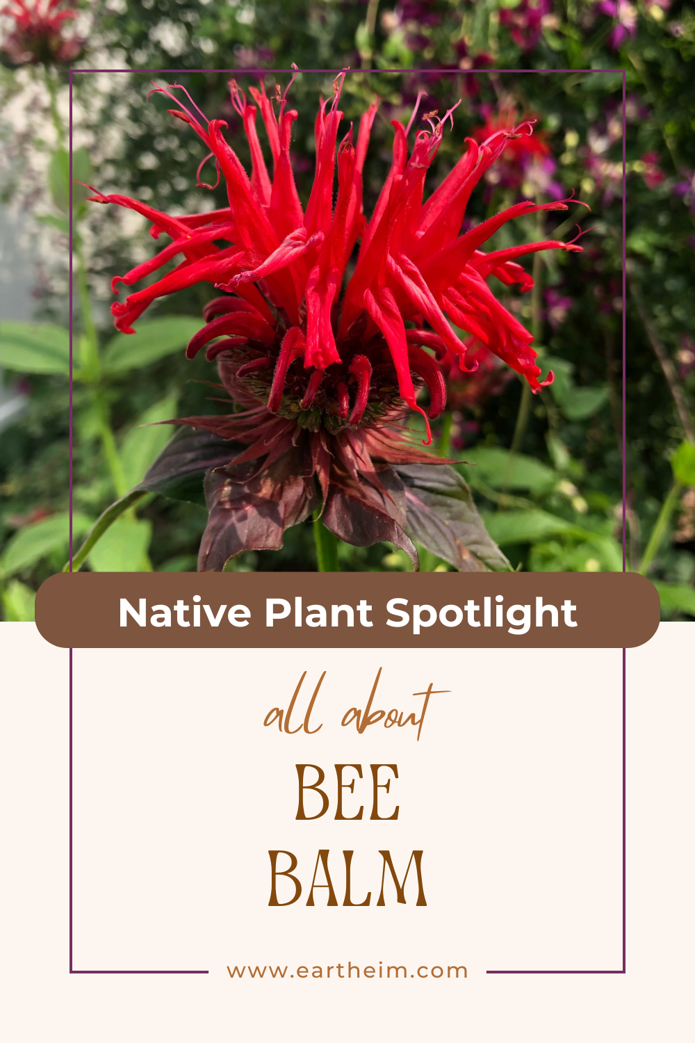 Exploring 3 Native Species of Bee Balm: Monarda Didyma, Monarda ...